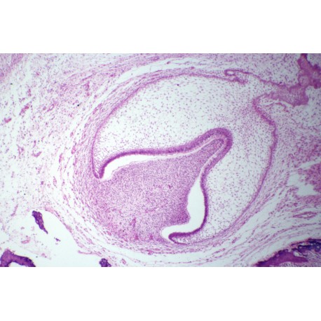 Dental & Oral Histology Prepared Microscope Slides - Medical and ...