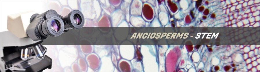 Angiosperms - Stem Microscope Slides - Medical and Science Media