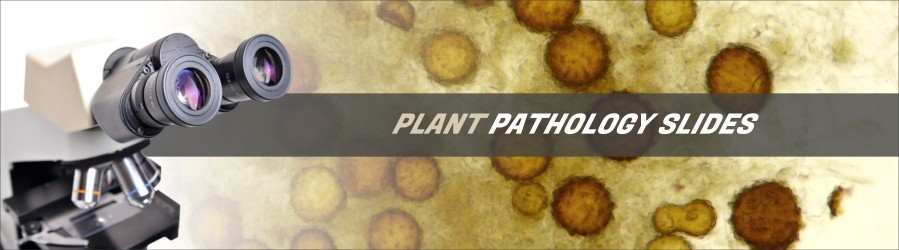 Plant Pathology Microscope Slides Prepared on 76mm x 26mm Glass Slides ...