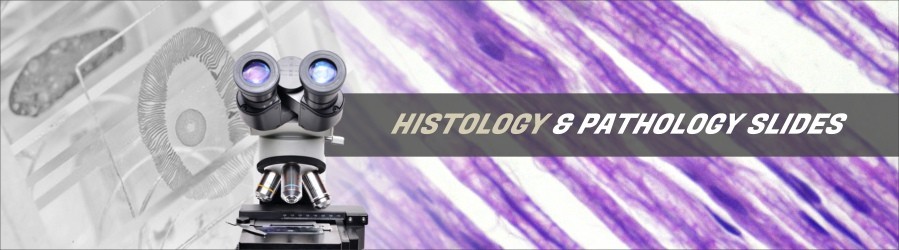 Human Histology & Pathology microscope slides for high school science ...