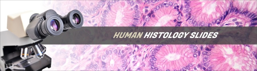 Human Histology Microscope Slides. Over 230 Slides Available. - Medical ...