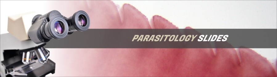 Parasitology Microscope Slides. Over 360 Slides Available. - Medical ...