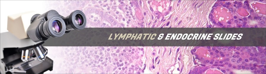 Human Lymphatic & Endocrine Tissue Microscope Slides. - Medical and ...