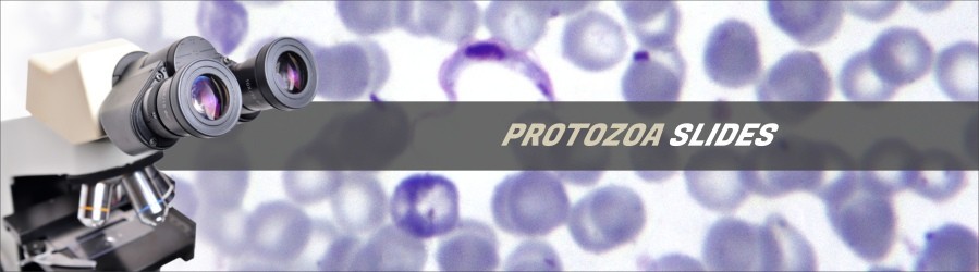 Protozoan Microscope Slides - Medical and Science Media