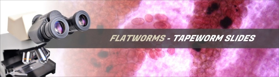Flatworms - Tapeworms Microscope Slides - Medical and Science Media