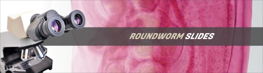 Roundworm (Nemathelminthes) Microscope Slides - Medical and Science Media